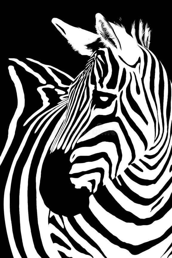 Zebra Fusion stock illustration. Illustration of zebra - 15850775