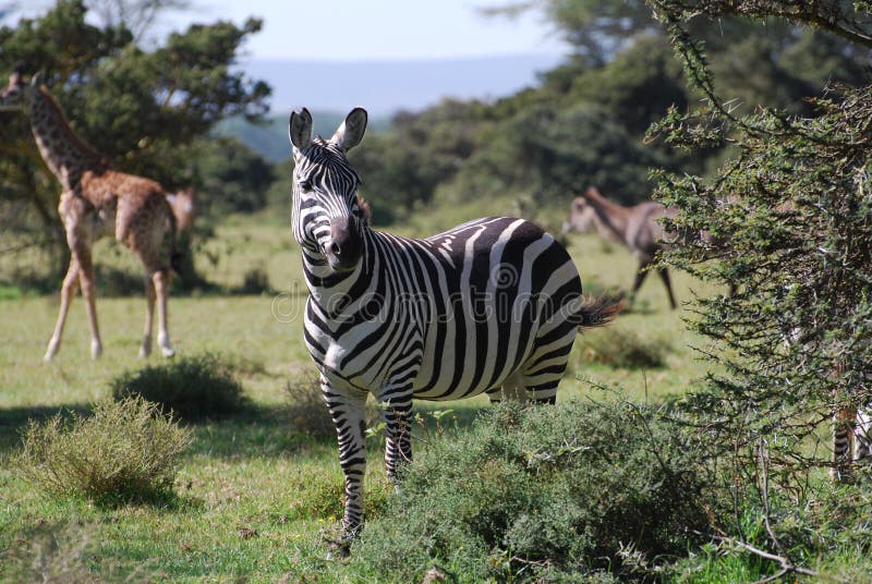 Zebra and Giraffe stock photo. Image of animals, wildlife - 13244658