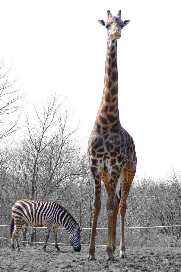 Zebra and Giraffe stock image. Image of zebra, animel - 67991911