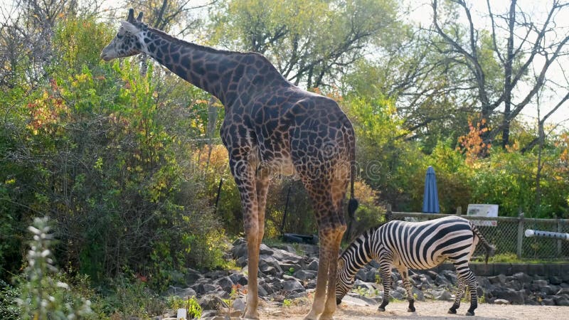 Zebra and Giraffe Inside the Pittsburgh Zoo in Pennsylvania Stock Video ...