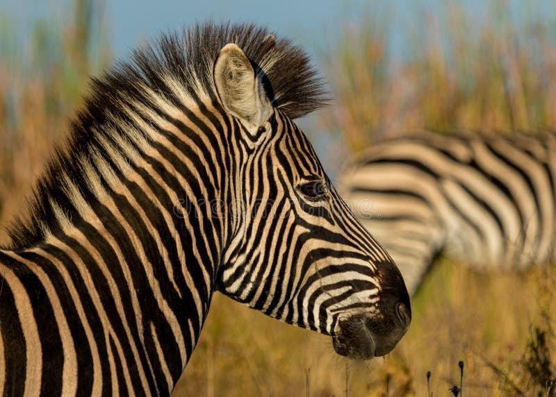 Zebra stock image. Image of beautiful, representative - 54816537