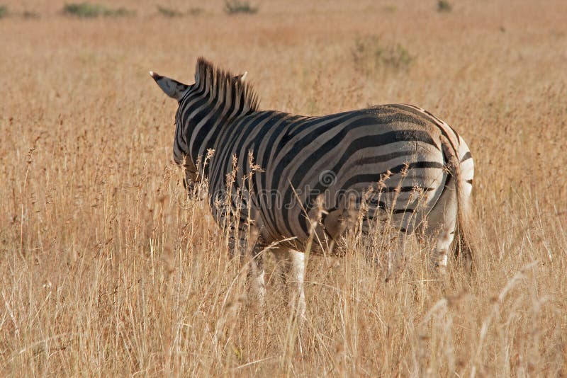 Zebra behind stock image. Image of nature, white, wild - 20424839