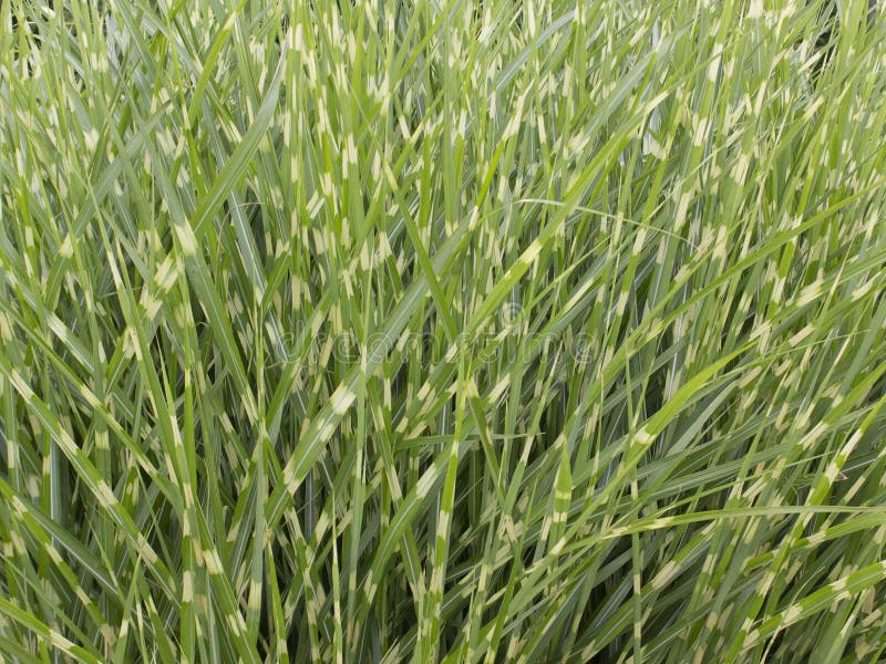 Zebra Grass ( Miscanthus Sinensis Zebrinus ). Stock Image - Image of ...