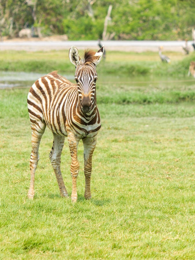 Zebra on grass field stock image. Image of game, graze - 31899683