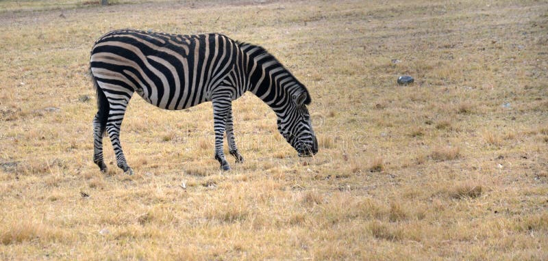 Zebra on Grassland in Africa Stock Image - Image of portrait, plain ...