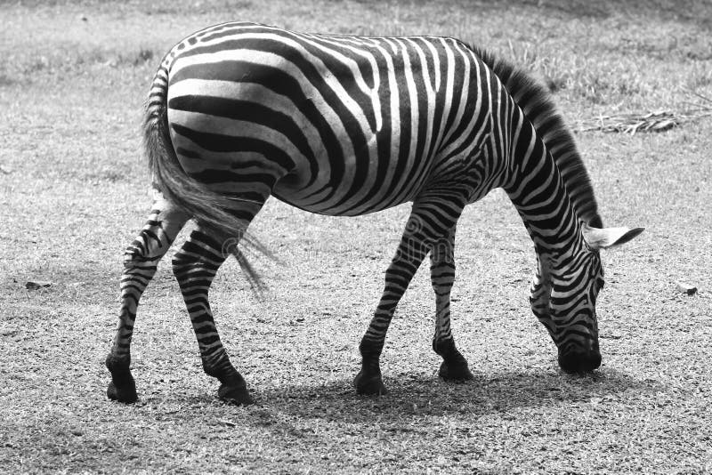 A Zebra Grazes Alone in a Field Stock Image - Image of black, field ...