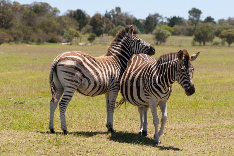 Zebras mating stock image. Image of zebras, giraffe, contrasting - 5167301