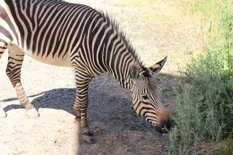 Zebra grazing stock image. Image of track, side, zebra - 96774393