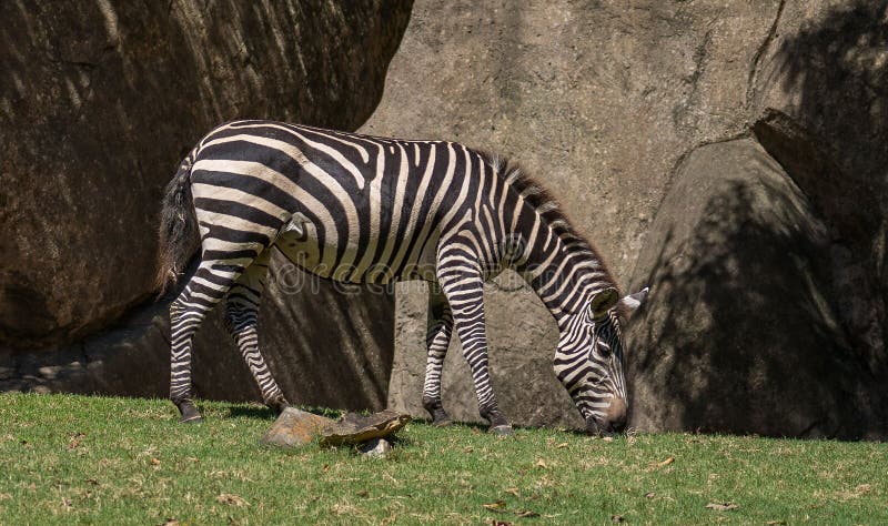 Zebra Grazing Near Rock Stock Photos - Free & Royalty-Free Stock Photos ...