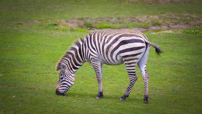 Zebra stock image. Image of skin, zebra, standing, savannah - 42750799