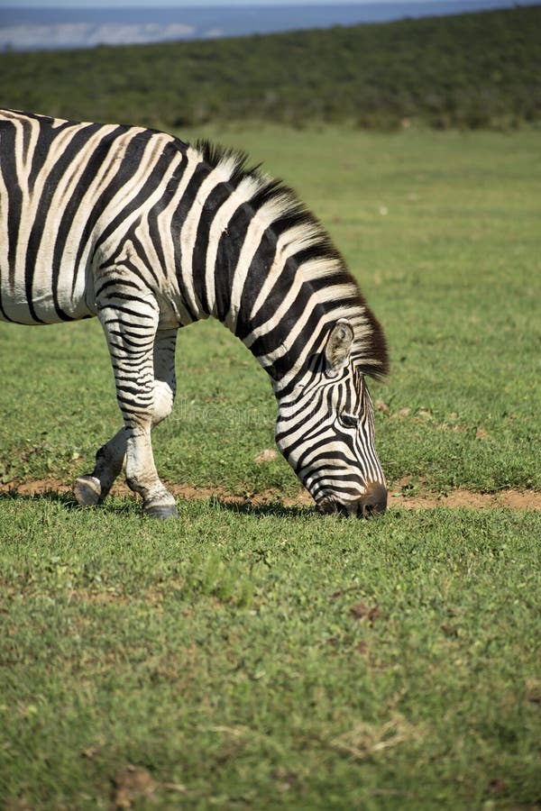 Zebra breeding farm - hilovina