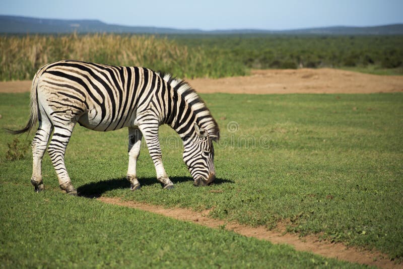 Zebra Grazing stock photo. Image of stripes, zebra, beautiful - 30718392
