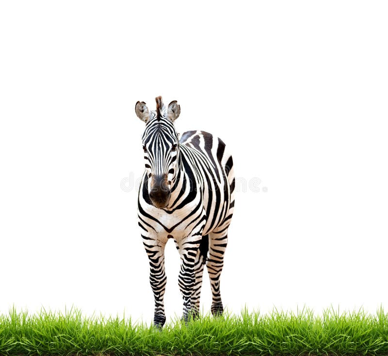 Zebra with Green Grass Isolated Stock Photo - Image of striped, grass ...