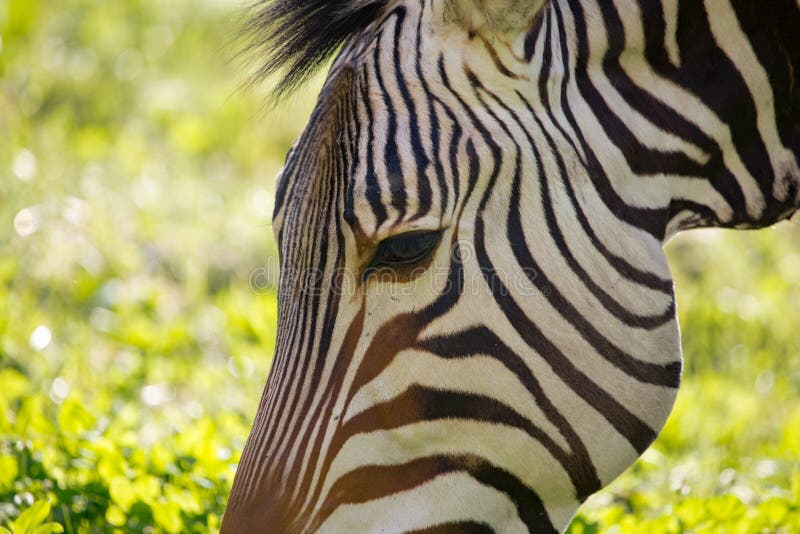 Zebra on Green Grass in Nature Stock Photo - Image of standing, white ...