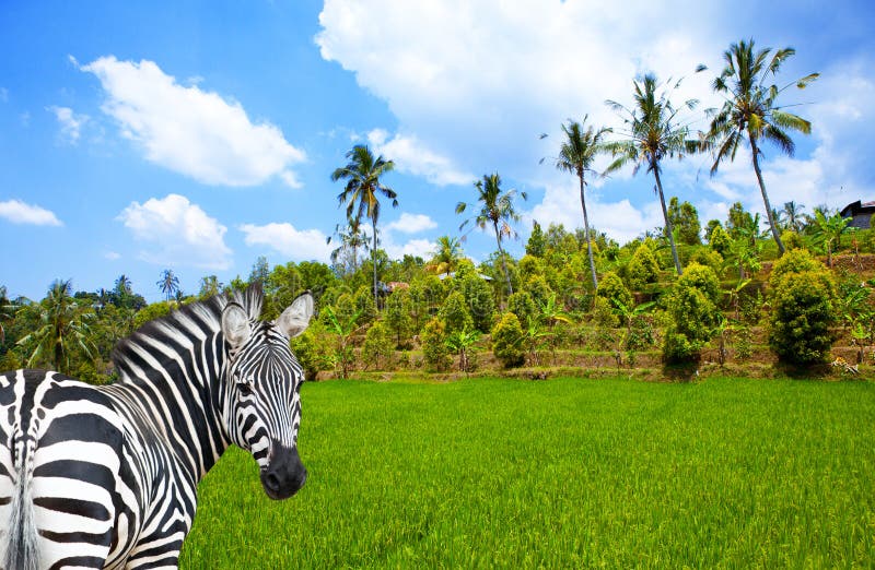 Zebra on a Green Grass and a Tropical Landscape Stock Image - Image of ...