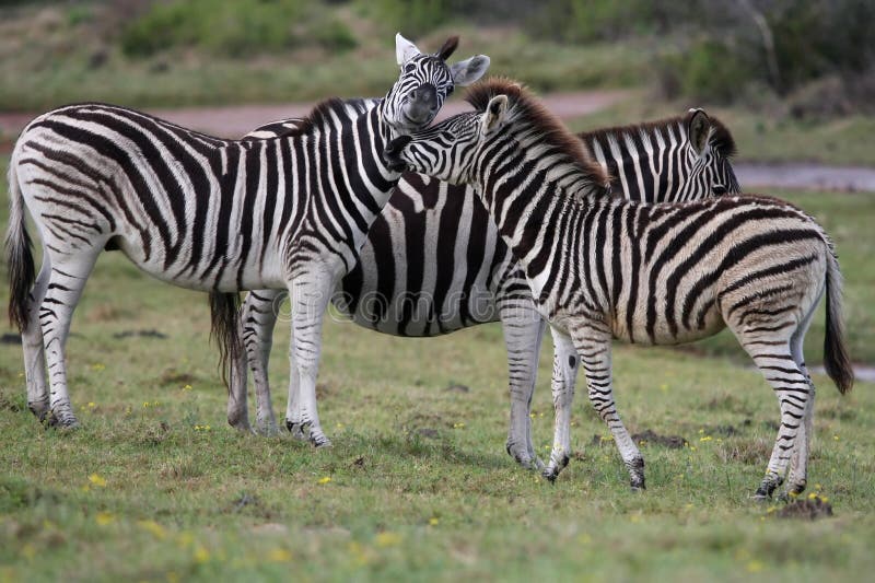 Zebra Greeting stock image. Image of black, safari, mammal - 15617999