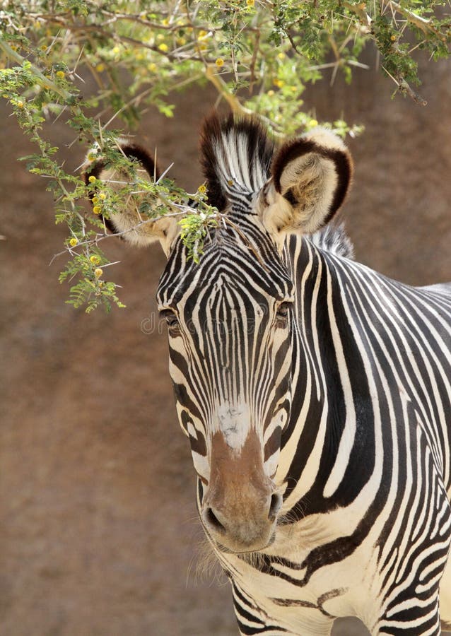 283 Zebra Ear Close Stock Photos - Free & Royalty-Free Stock Photos ...