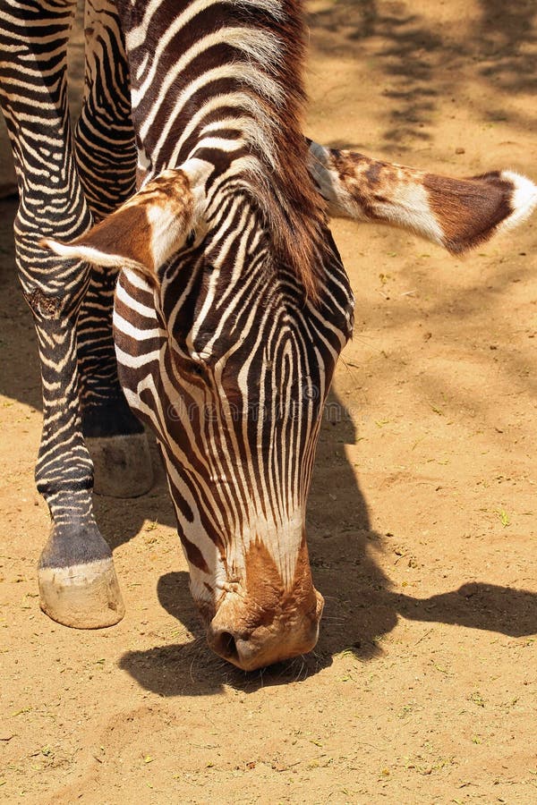 107 Zebra Head Forward Stock Photos - Free & Royalty-Free Stock Photos ...