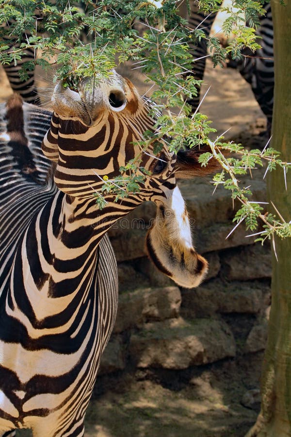 Zebra stock photo. Image of battle, aggression, biting - 75025682
