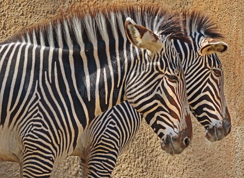 Zebra stock photo. Image of dominate, aggressive, buckskinman - 68549470