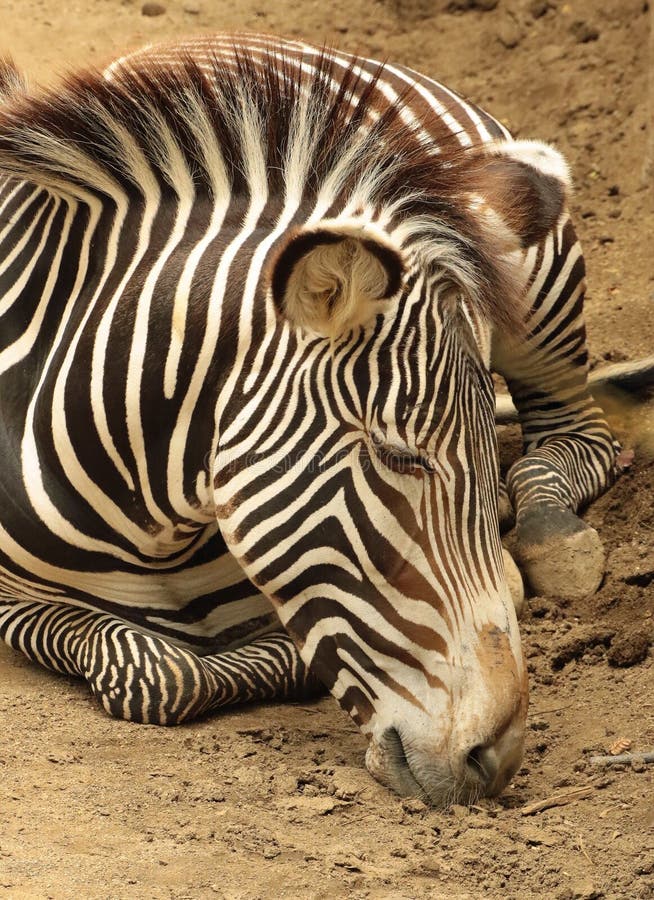 Sleeping zebra stock photo. Image of zebra, africa, animal - 708158