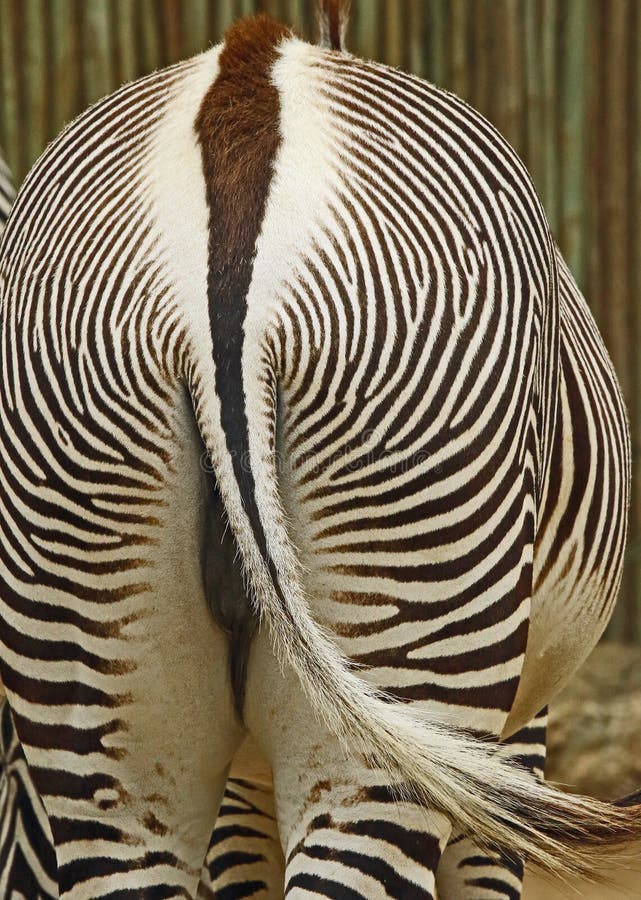 Zebra stock image. Image of equine, dominate, herbivore - 75692555
