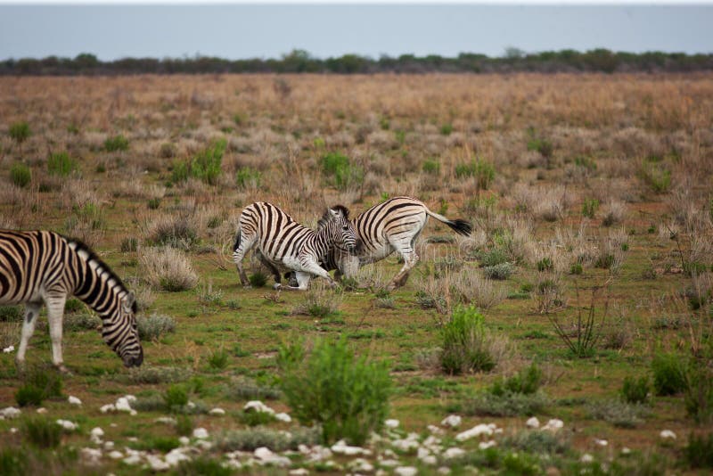 Zebra stock image. Image of bush, tree, ecoregion, prairie - 92246483