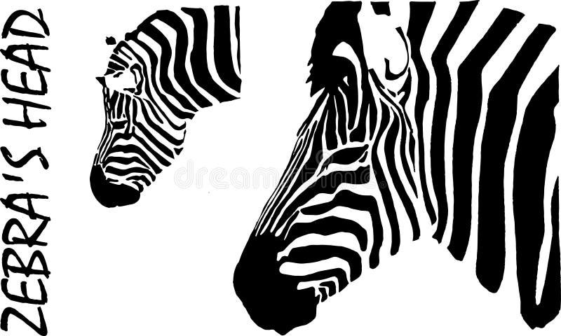 Zebra, Hand-drawing, Vector Stock Vector - Illustration of design ...