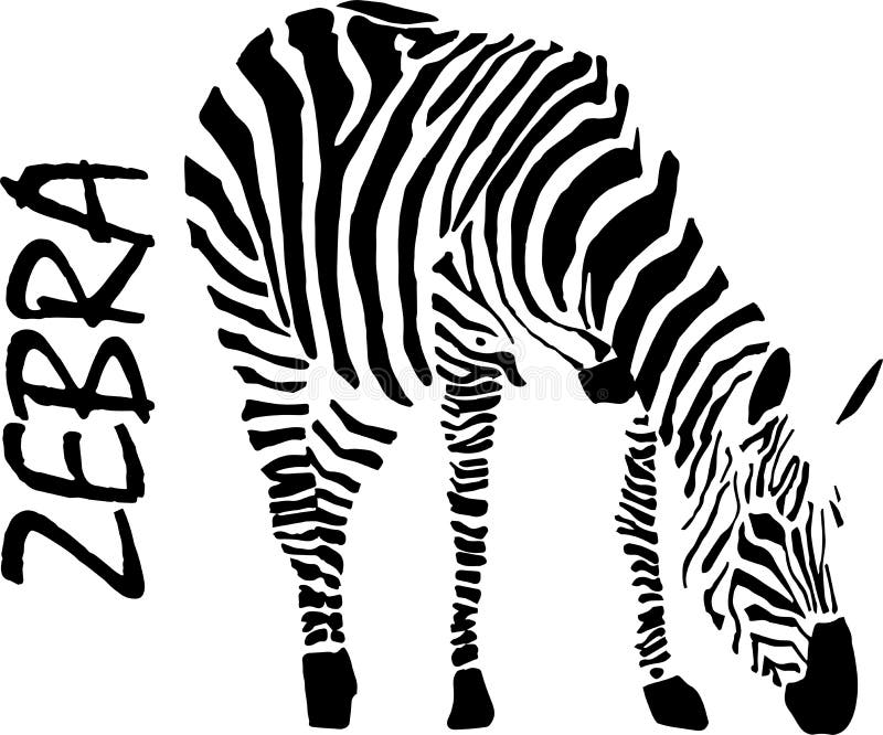 Zebra, Hand-drawing, Vector Stock Vector - Illustration of legs, mammal ...