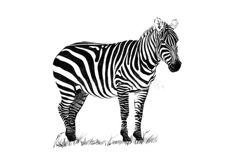 Zebra Hand Drawn Doodle Animal Paisley Adult Stress Release Coloring ...