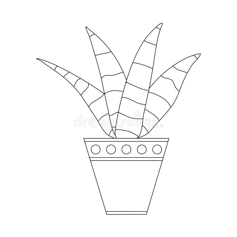 Zebra Haworthia Aloe Cactus in Pot, Flat Doodle Vector Outline Stock ...