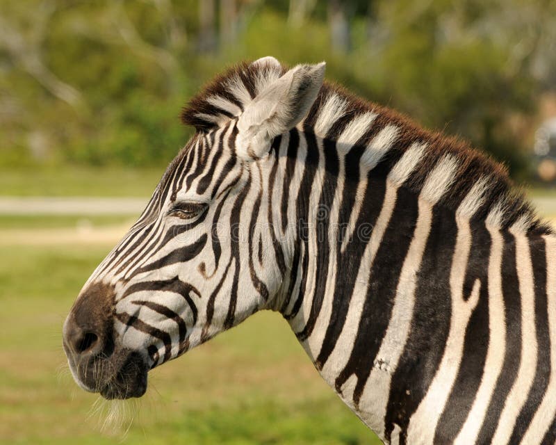 6,654 Zebra Head Photos - Free & Royalty-Free Stock Photos from Dreamstime