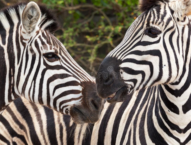 Zebra head stock photo. Image of plains, herbivore, clouds - 44819106