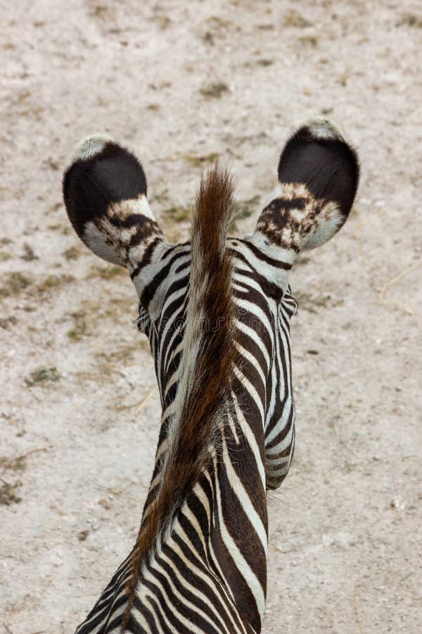 Zebra Head Close-up, Rear View Stock Image - Image of herbivore ...