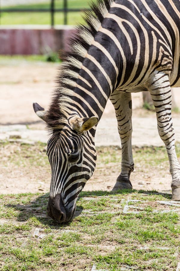 Zebra head stock photo. Image of grass, animal, young - 45463404