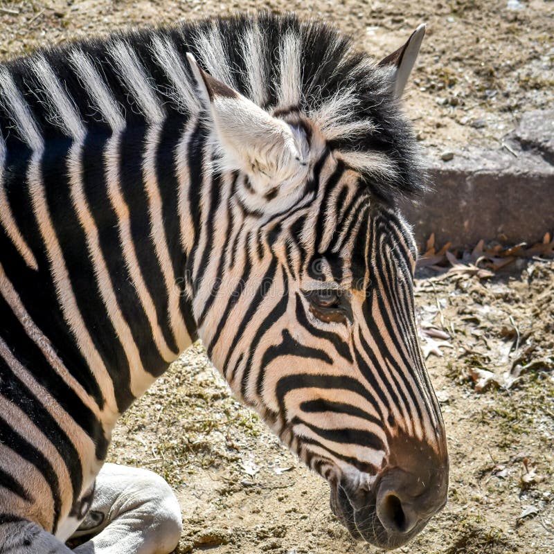 Zebra Head Close Up at Zoo stock photo. Image of white - 169026290