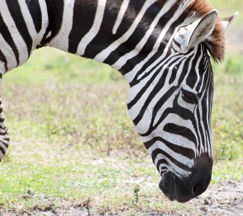 Zebra head down stock photo. Image of life, zebra, food - 84976478