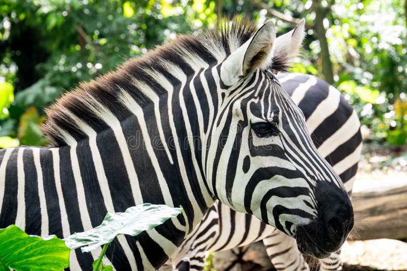 Zebra stock image. Image of singapore, face, asia, eyes - 50028697