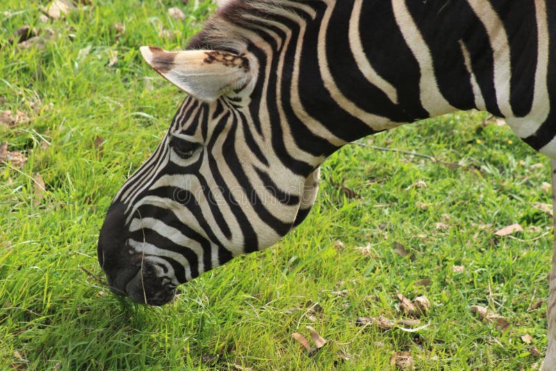 Zebra stock image. Image of africa, wildlife, horse, animal - 34636759