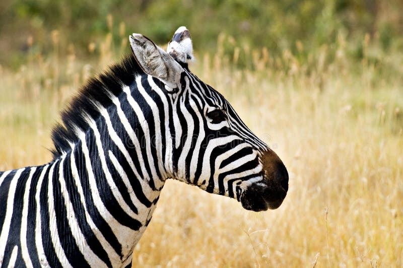 Zebra Head Profile stock image. Image of black, striped - 7054209
