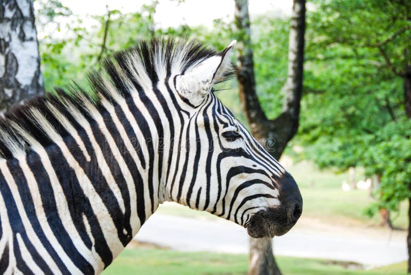 Zebra stock image. Image of wild, safari, africa, profile - 91292443