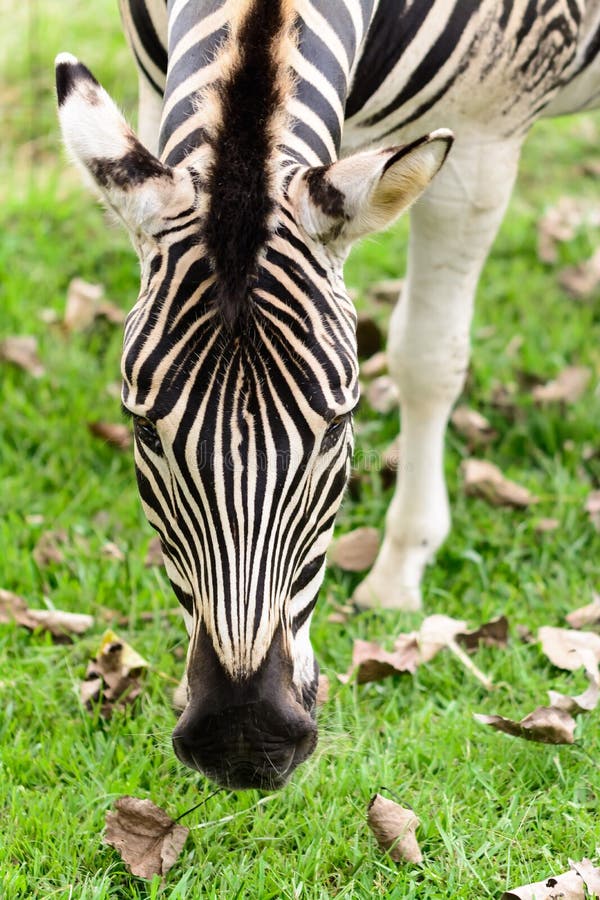 Zebra Head shot stock photo. Image of reserve, head, protection - 49641466