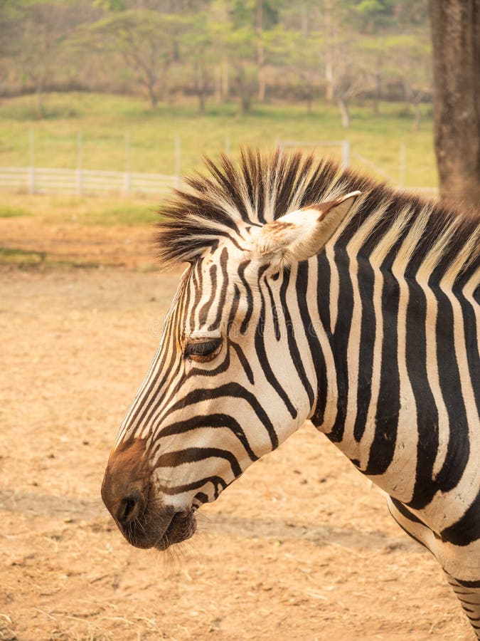 The Zebra Head with Nature View Stock Photo - Image of safari, wild ...