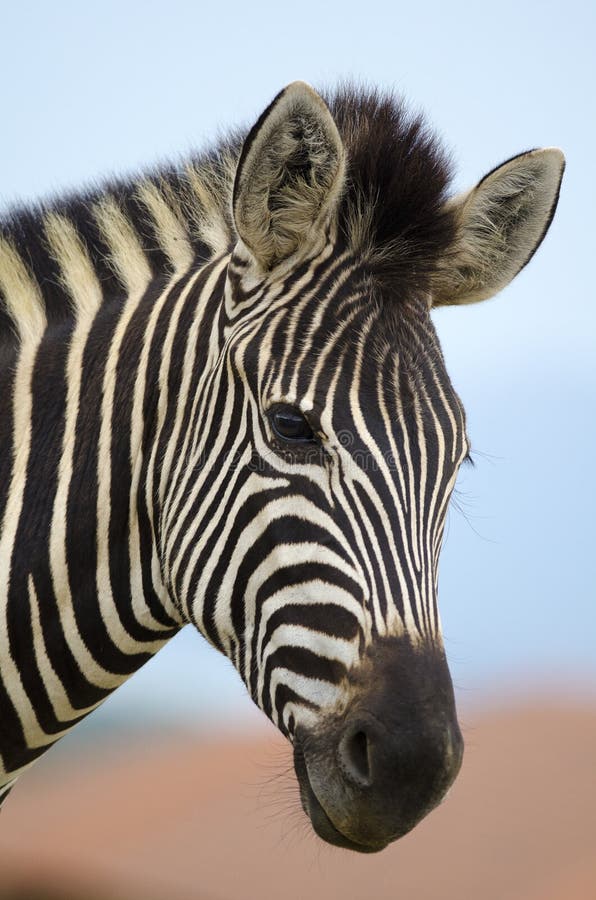 Zebra Head with Soft Background Stock Image - Image of plains, africa ...