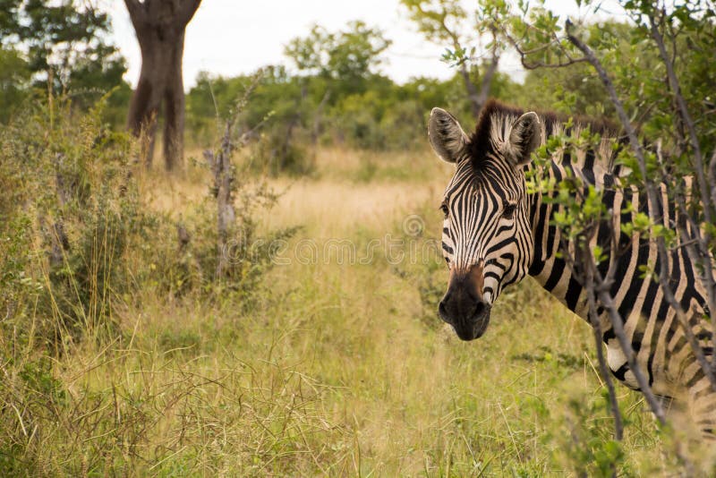 Zebra Standing Behind a Bush Stock Photo - Image of looking, nature ...