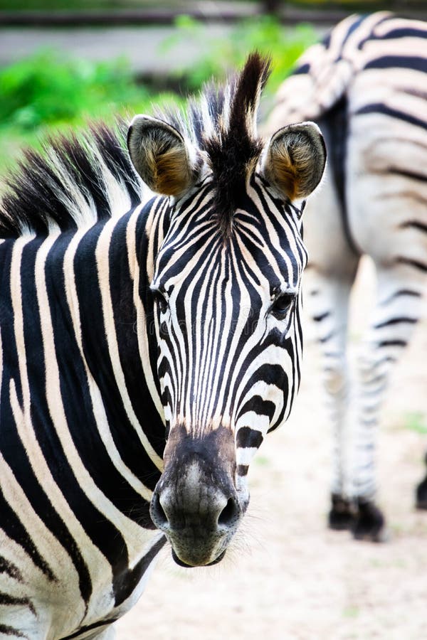 Zebra head stock photo. Image of pasture, safari, grass - 119994758