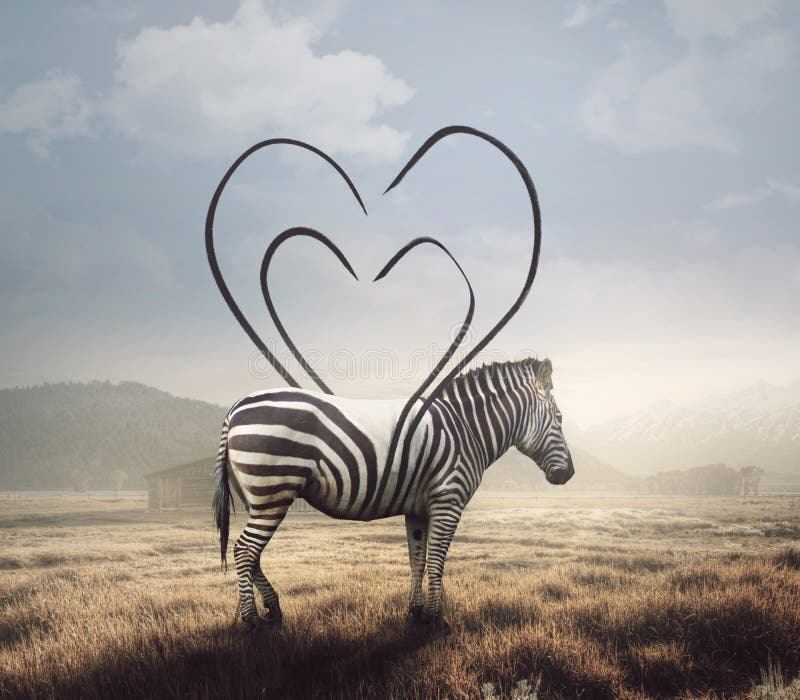 93,623 Zebra Stock Photos - Free & Royalty-Free Stock Photos from ...