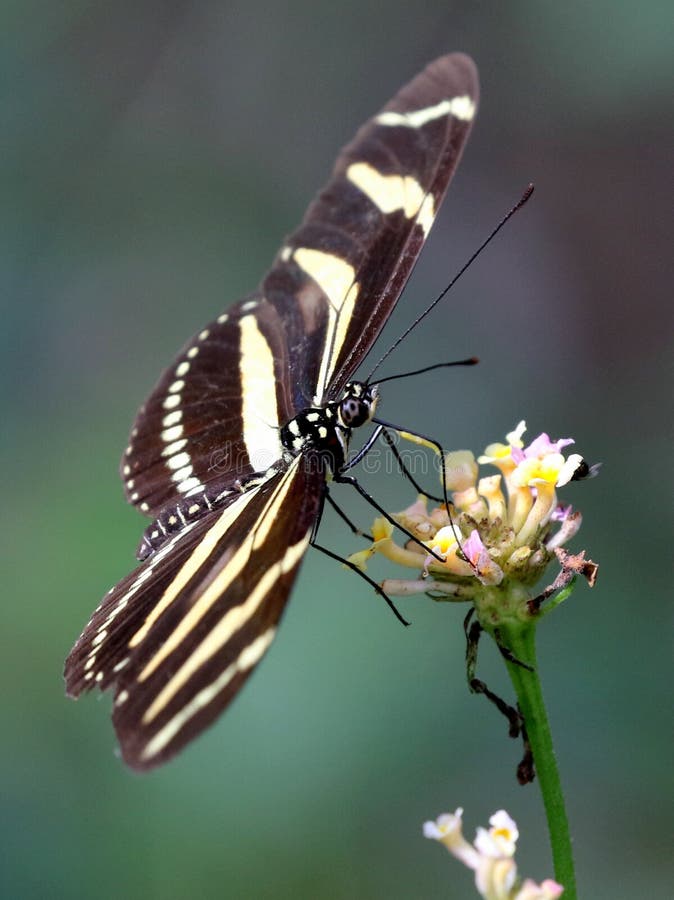 Zebra Heliconian Butterfly - Heliconius Charithonia Stock Image - Image ...