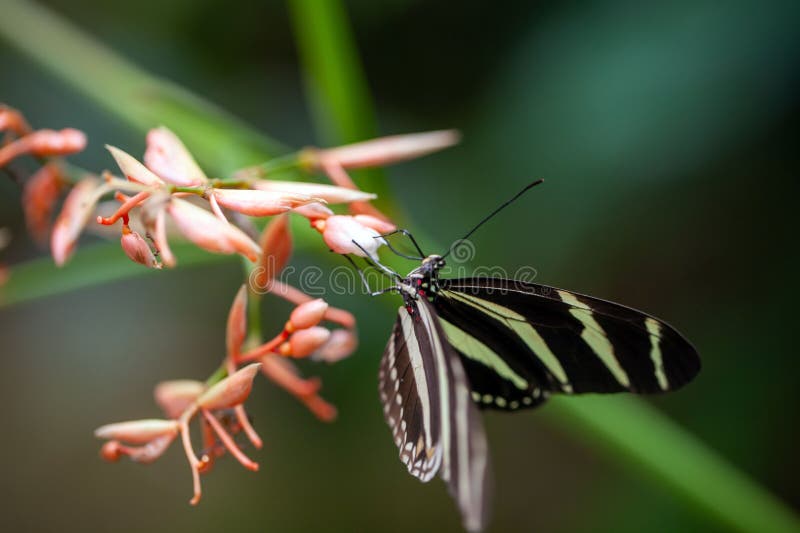 Zebra Heliconian Butterfly, Heliconius Charithonia, on a Flower Stock ...