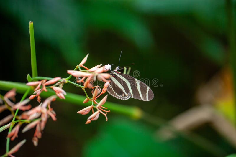 Zebra Heliconian Butterfly, Heliconius Charithonia, on a Flower Stock ...